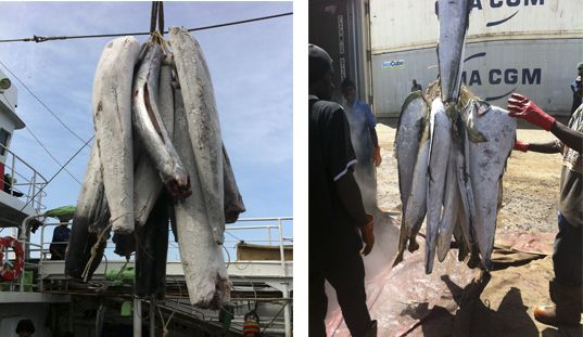 Products & Services – Tunamar Maguro