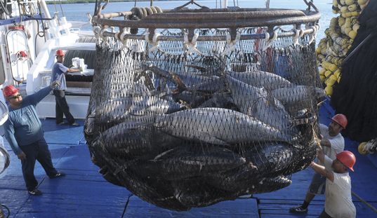 Products & Services – Tunamar Maguro